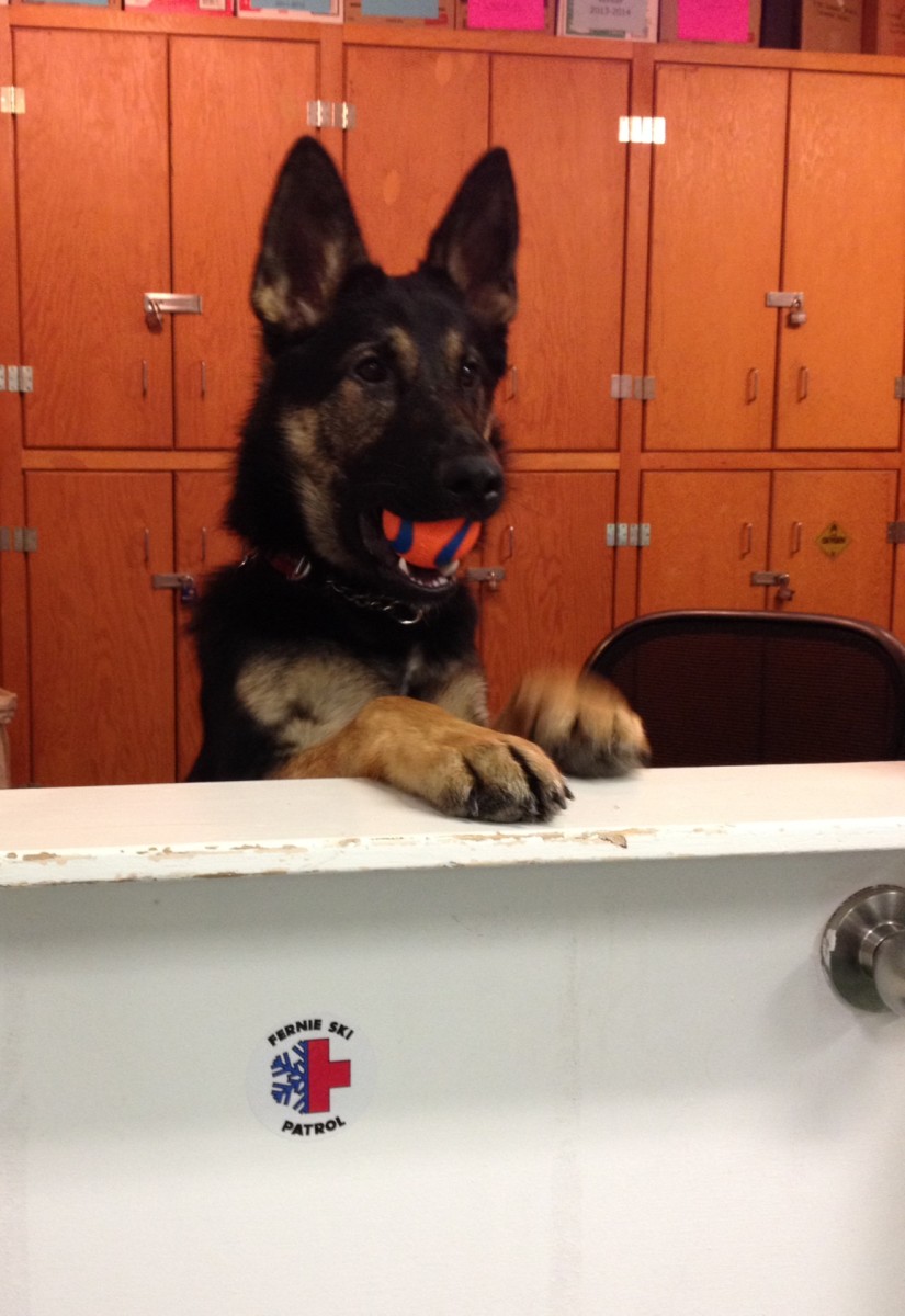 Fernie’s Furry Hero’s – Fernie Alpine Resort